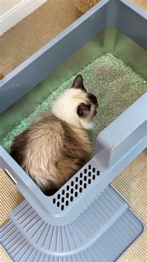 Surprise from Temu #Temu