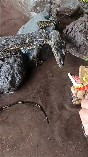 catching snakehead fish on live bait channa toman- SNAKEHEAD FISH #shorts #fish #channa #viralvideo