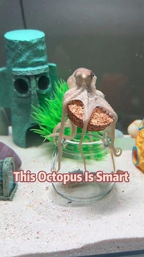 This Octopus is Smart 🐙