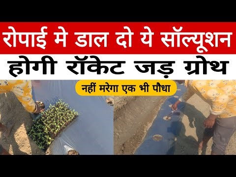 रोपाई के बाद पौधा सूखता है? ये 1 सॉल्यूशन जड़ को करेगा दोगुना मजबूत | Plant Shock खत्म | DPS Farming