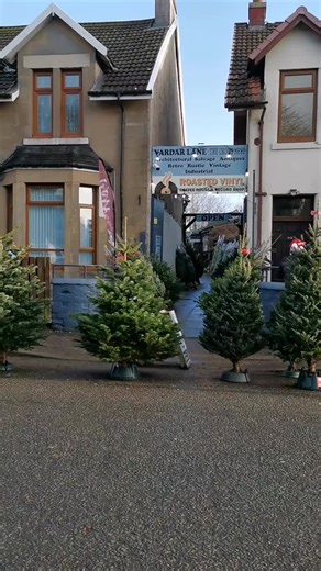 Beautiful Christmas Trees at Crows Nest Glasgow