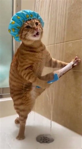 Opera Shower: The Cat Who Sings While Shaving