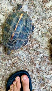 187K views · 6.8K reactions | Watch your toes around turtles!  | Garden State Tortoise | Facebook
