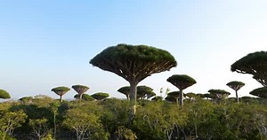 Socotra Dragon Trees With Upturned Crown In Firhmin Forest, Socotra Island, Yemen. - aerial pullback