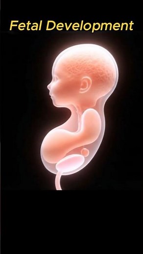 Development of a human fetus in 3d #fetusdevelopment #shorts