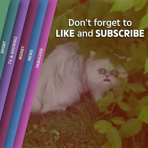 Weird-looking cat Wilfred IS BACK!