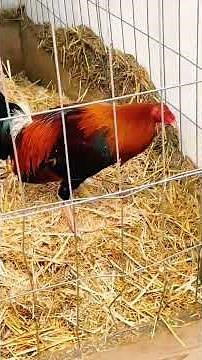 Los mejores gallos de peleas