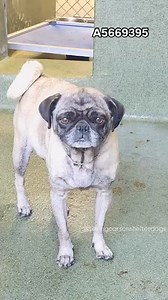 4.6K views · 469 reactions | Adopted  A5669395 ✰ Unknown...