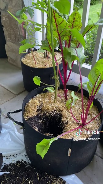 using fish in the #garden has worked out extremely well for me and saved lots of money on fertilizer! in this video i show you step by step of how i do it. #soilhealth #peppers #gardening