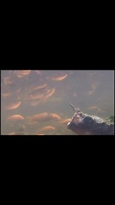 8.2K views · 403 reactions |  Happy World Turtle Day!  Today,...