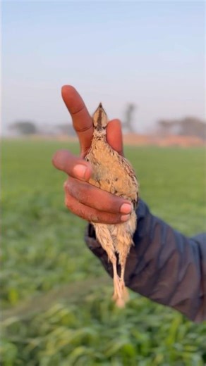 Hunting Batair with jall or dog ka sath netting quail in Pakistan 2026 #shorts