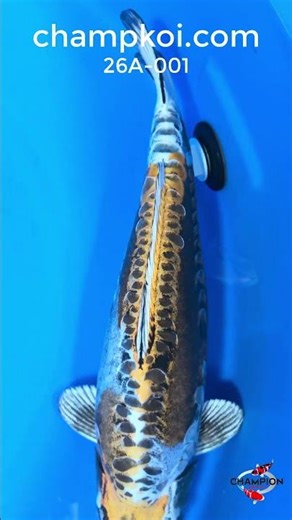 Marusei Doitsu Kogane Ochiba Female 57cm 3yr | For Sale ChampKoi
