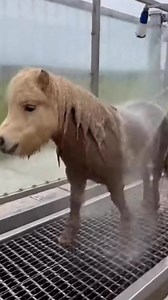 Recorded footage of an automated wash system operating through a standard cycle. Water pressure, timing, and movement remain consistent throughout the sequence. No narration, no edits — short observational clip of equipment in operation. #mechanicalprocess #equipmentobservation #automatedsystems | Cute Mini Pets