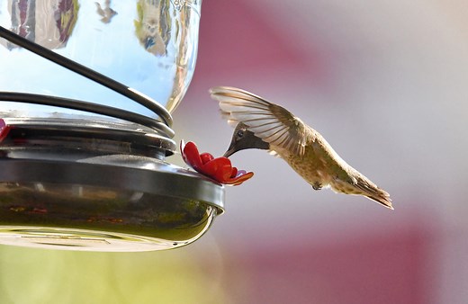 12 Beautiful Hummingbird Feeders That'll Turn Your Yard Into a Fairytale