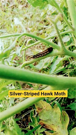 Silver-Striped Hawk Moth #entomology #agriculture