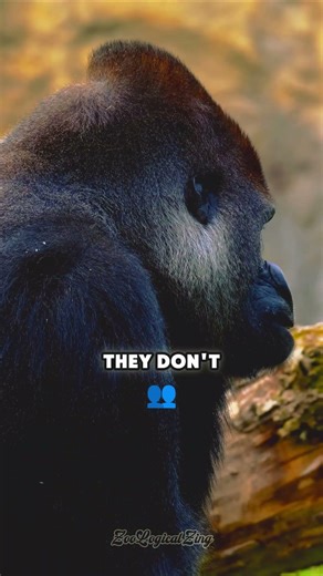 Gorilla understands every word you say #mindblown #animals