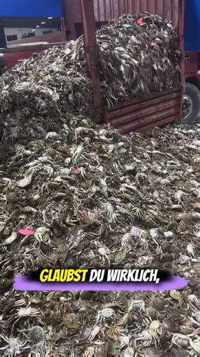 Surimi sieht aus wie Krabbe – aber ist meistens nur clever verarbeiteter Fisch. Wusstest du das? 🦀❌🐟 #Lebensmittelwissen #Faktencheck #Surimi #Ernährung #Alltagswissen #Lebensmittelindustrie #DACHCommunity #fyp | Geschichtepate
