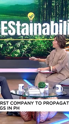 As the first company in the Philippines to secure a permit for agarwood production, we’re ensuring that the agarwood is grown legally, unlocking its incredible value while protecting nature for future generations. For more information, Contact us NOW! 𝗠𝗼𝗯𝗶𝗹𝗲: 63 967 265 4867 𝗘𝗺𝗮𝗶𝗹: sales@agarwoodph.com 𝗪𝗲𝗯𝘀𝗶𝘁𝗲: www.agarwoodph.com Follow us on TikTok: @unitedagarwoodplanters YouTube: @UnitedAgarwoodPlantersInc Watch the full video on YouTube: https://youtu.be/6Bzp0xpni1U?si=4Qt1