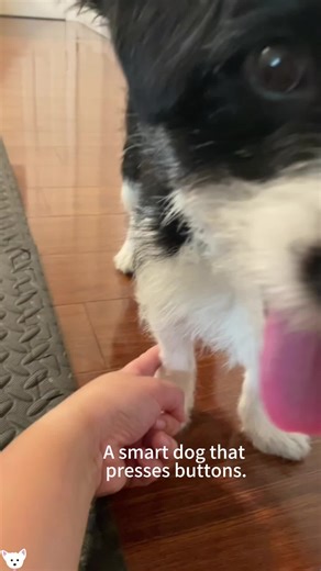 A smart dog that presses buttons #dog #fyp #foryou #usa #button