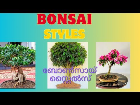Different Bonsai styles ബോൺസായ് സ്റ്റൈൽസ് 
