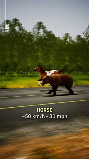 Speed Comparison: Humans vs Animals
