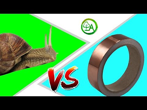 Does Copper Actually Stop Slugs and Snails?