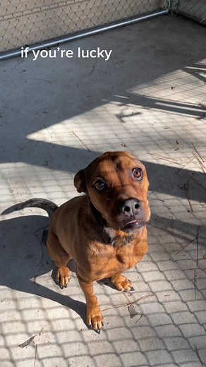 Meet Charlie: The Sweet 2-Year-Old Boxer Mix Looking for a Forever Home!