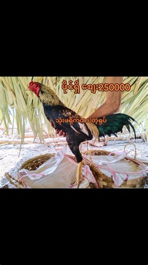 09755132750#မြန်မာ့တိုက်ကြက်🇲🇲🐓🐓 #ပြည်တွင်းဖြစ်ကိုအားပေးပါ🇲🇲🇲🇲 #ပုပ္ပါးကြက်ဆွဲလဲ