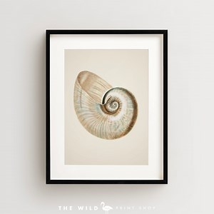 Nautilus Shell Print, Seashell Print, Vintage Seashell Print, Seashell Wall Art, Nautical Print Vertical - Etsy