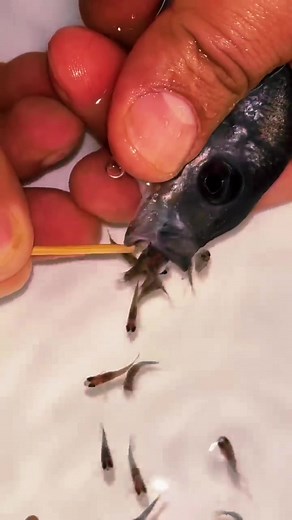 Amazing Goldfish Birth in Aquarium | Watch the Miracle of Life