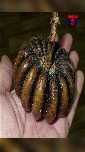 Strange Exploding Fruit Tree🌲Sandbox💀 Dangerous Tree #shorts #shortsfeed #sandbox #happyknowledgetv