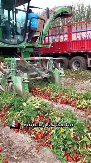 69 reactions · 13 comments | A harvester tractor is used to gather tons of tomatoes. Watch This! #highlights#harvester #tractor #tomatoes | Efigenia Lustre | Facebook
