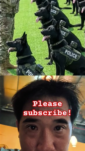 Elite K9 Police Dogs Training at American Academy | August.