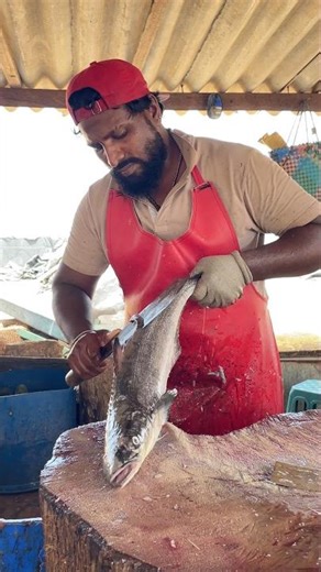 Unbelievable Cobia Fish Cutting Skills! 😲 World Fastest Black King Fish Cutting #fishcutting #viral
