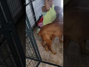 RHODESIAN RIDGEBACK BREEDING SECOND TIE AT 24 HOURS