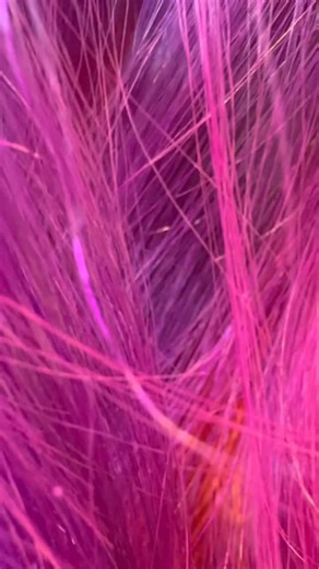 Spoopy Colours Because it’s still the season. Created by Amanda Louise @vanhairoine. 🎃😈✨ . . . . . #fieldtriphair #eastvanhair #unicornhair #colorblocking #orangeandpurple #vancouverhair #halloweenhair | Field Trip Hair Co.