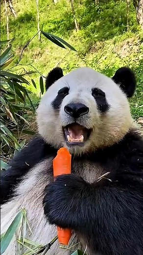 Top 3 Funniest Panda Fails 🐼🤣 | Try Not To Laugh Challenge #funny #shorts #funnyanimals #trending