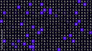 Loopable: Genetic mapping DNA sequence analysis abstract background with letters A,G,C,T in tileable grid with blue squares. Big genomic data analysis concept.