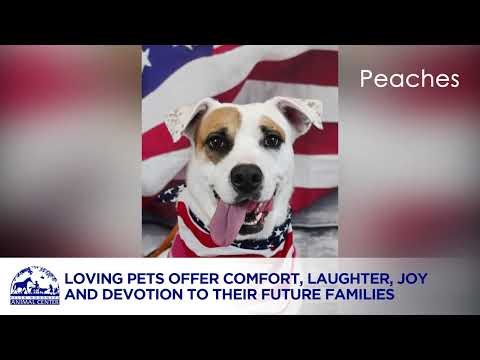 Animals For Armed Forces: Bringing Unconditional Love to Military Families this Veterans Day