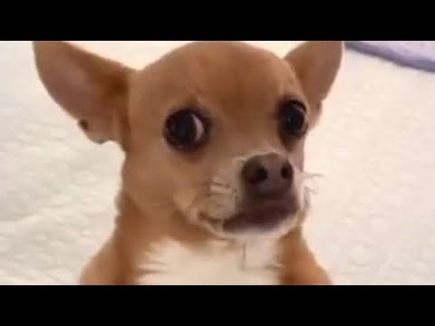 Famliy gives up chihuahua for barking