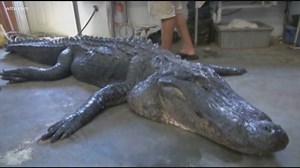 Last day to apply to get an alligator hunting tag