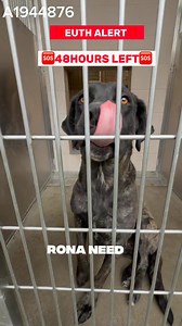 UPDATE: 12/25/25 ‼️CODE RED - EUTH ALERT!!‼️ 🆘 URGENT! RONA ~ Labrador Mix NEEDS RESCUE by 12/27/25! 🆘 I met Rona on Christmas Eve, and the encounter absolutely wrecked me.? Her soulful eyes pleaded with me to tell her side of the story. She wants the world to know that she's aware of what's happening - completely cognizant of where she is, and the fate that awaits her. Rona wants you to know that she's terrified in this echo chamber surrounded by incessant barking and the pungent scent of fea