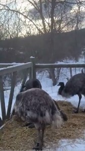 95 reactions · 6 comments | ❄️ During this polar vortex, keeping our...