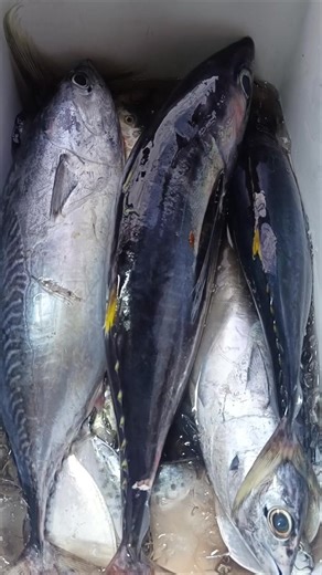 Mario and Elda's Online Fresh Fish Store on Reels