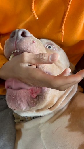 My dog is now a teenager he’s got acne 😂❤️🙏🏾 #reels #funny #dogvideo | DarkDynastyK9s