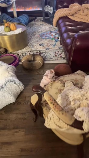 30 reactions · 7 comments | General/Early SymptomsEarly signs of FIP...