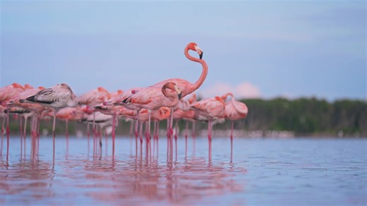 We love this footage from a recent sighting! 🦩 The greatest possibility for seeing them is on coastal waters, but keep your eyes peeled next time you visit Flamingo because you never know when you might see one from the Guy Bradley Visitor Center! Please keep your distance - as a rule of thumb, if any wildlife alters its behavior in your presence, you are too close. Video by Peter Zarba Video description: the camera slowly zooms in on two upright flamingos while they’re preening. They are among