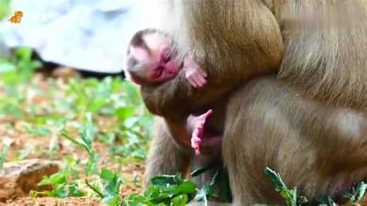 猪尾猴爱丽没有奶水给刚出生的孩子，她还年轻没有经验照顾好小猴