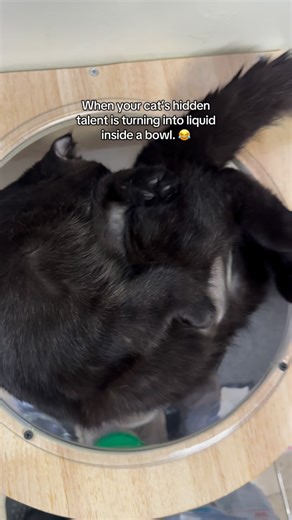Ali • Lia • Ila (Trinity Tails) on Instagram: "When your cat’s hidden talent is turning into liquid inside a bowl. 😂 #ınstagramcats #cats #catsdaily #cat_features #fyp #foryou #blackcats #cats_of_world #cats #catsgram #beautifulcats"