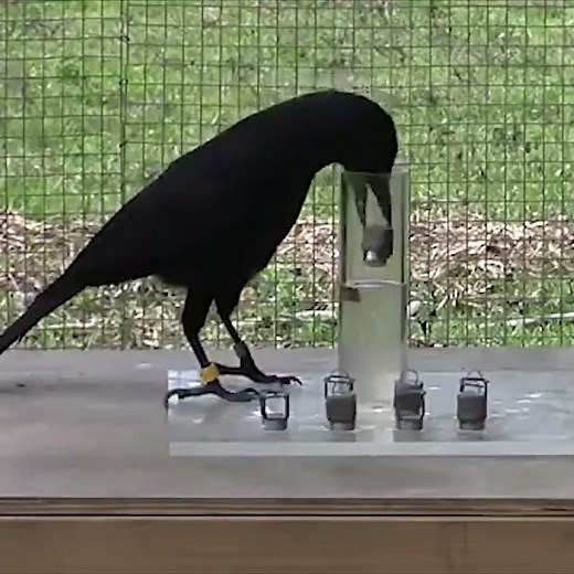 The surprising intelligence of crows demonstrated in an experiment